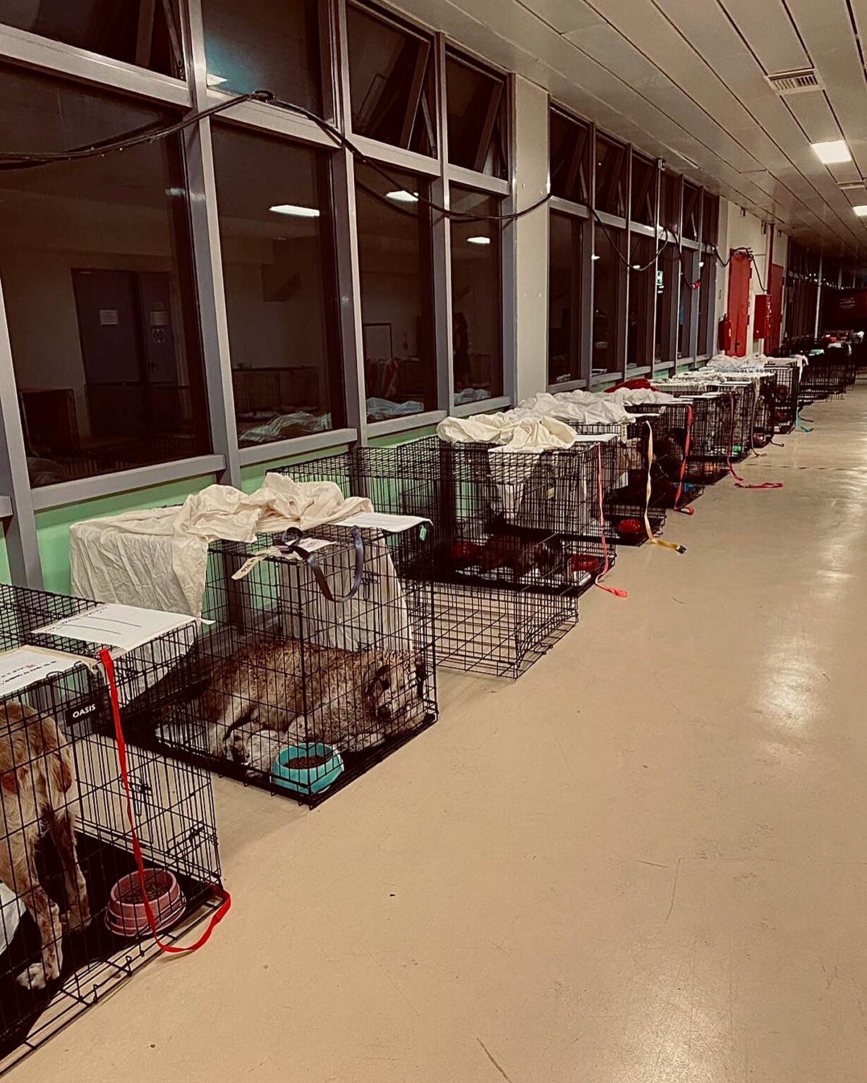 Στο Γαλάτσι φροντίζουν τα ζώα που γλίτωσαν από τη φωτιά – Η έκκληση των ...